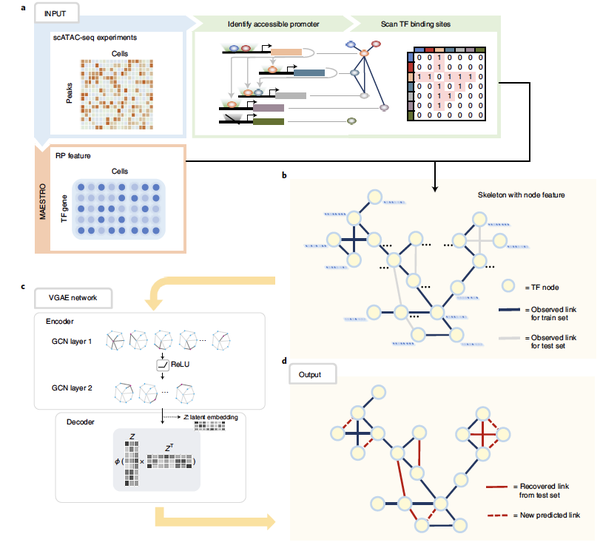 Nat. Mach. Intel. | 基于图神经网络在单细胞ATAC-seq数据上推测转录因子调控网络 - 知乎