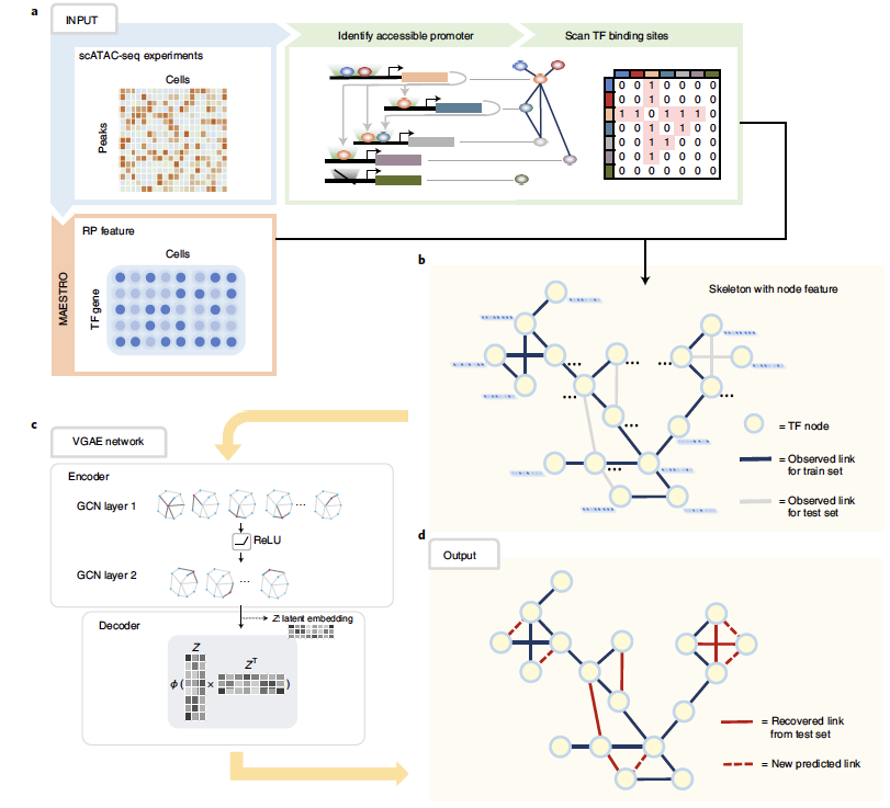 Nat. Mach. Intel. | 基于图神经网络在单细胞ATAC-seq数据上推测转录因子调控网络 - 知乎