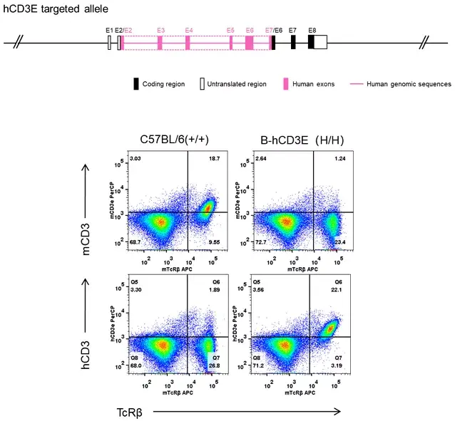 人源化CD3E、CD3EDG小鼠为CD3双抗筛选添砖加瓦 - 知乎