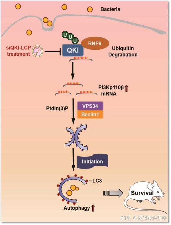 Cell Biosci︱空军军医大学汪莉/卢兹凡团队发现RNA结合蛋白QKI有望成为治疗耐甲氧西林金黄色葡萄球菌感染的新靶点 - 知乎