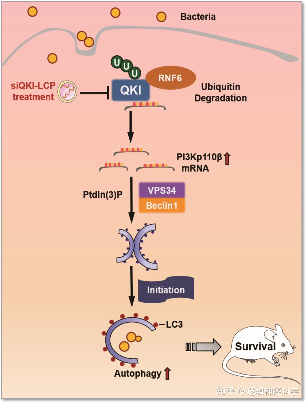 Cell Biosci︱空军军医大学汪莉/卢兹凡团队发现RNA结合蛋白QKI有望成为治疗耐甲氧西林金黄色葡萄球菌感染的新靶点 - 知乎