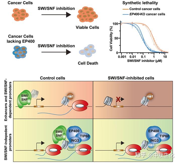 Cell：双管齐下靶向SWI/SNF和EP400可有效抑制癌细胞生长，有望开发出更好的癌症疗法 - 知乎