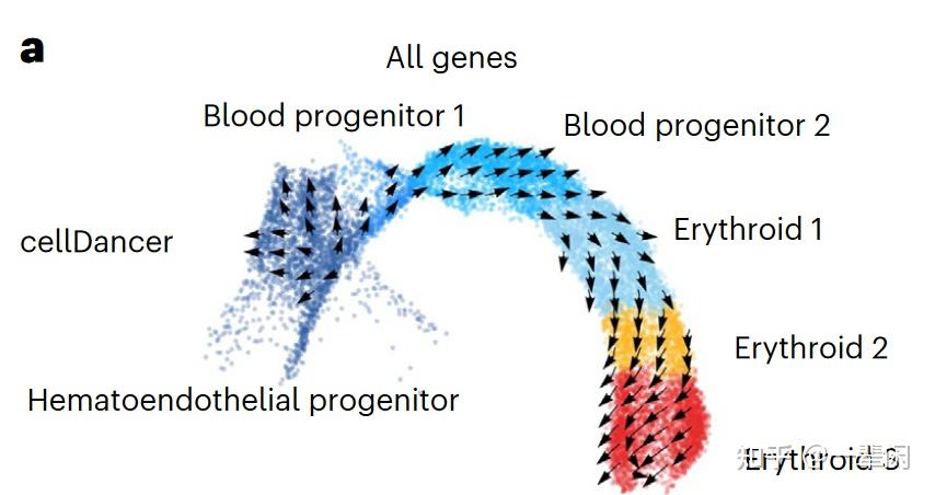 CellDancer：揭示单细胞转录动态异质性的接力速度模型 - 知乎
