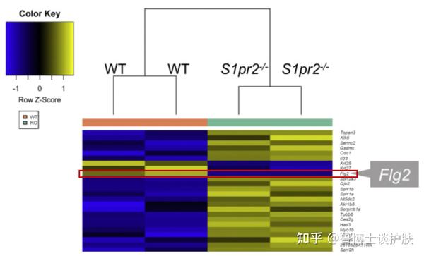 S1PR2是维持皮肤屏障稳态的关键蛋白 - 知乎