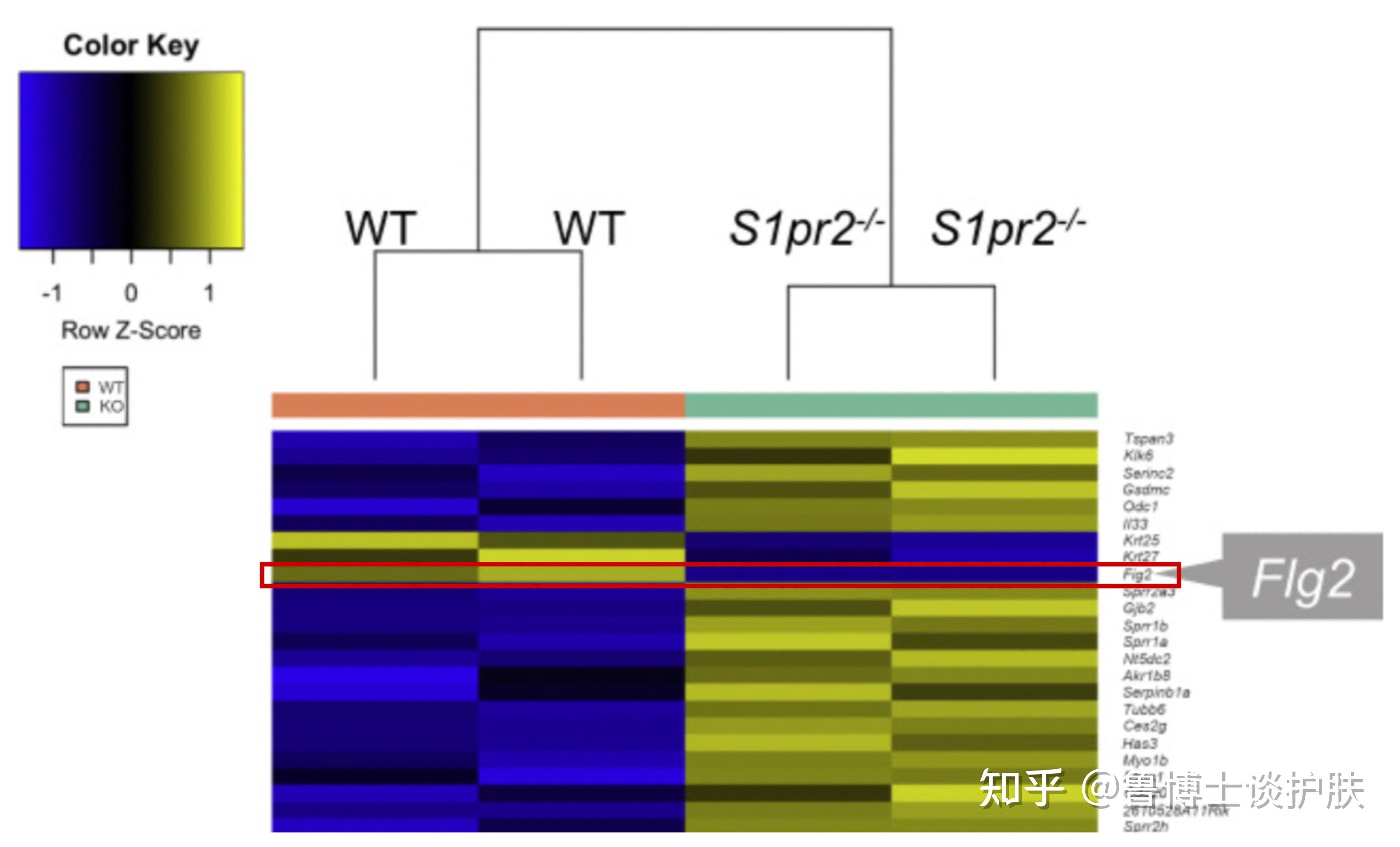 S1PR2是维持皮肤屏障稳态的关键蛋白 - 知乎