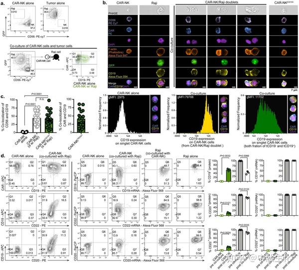Nat Med：双靶向CAR NK细胞有望阻止NK细胞功能衰竭和肿瘤逃逸 - 知乎
