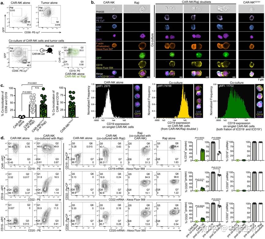 Nat Med：双靶向CAR NK细胞有望阻止NK细胞功能衰竭和肿瘤逃逸 - 知乎