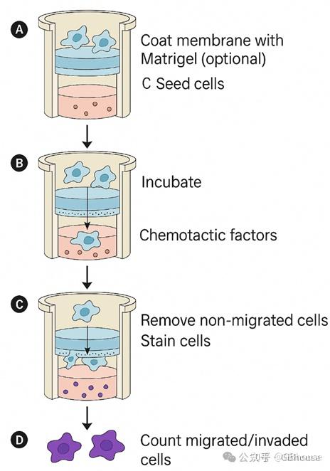 Transwell细胞迁移/侵袭实验--包教包会的实验protocol - 知乎