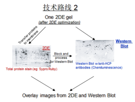 HCP抗体覆盖率验证解决方案(一)2D-WB双向凝胶电泳联用免疫印迹分析 - 知乎