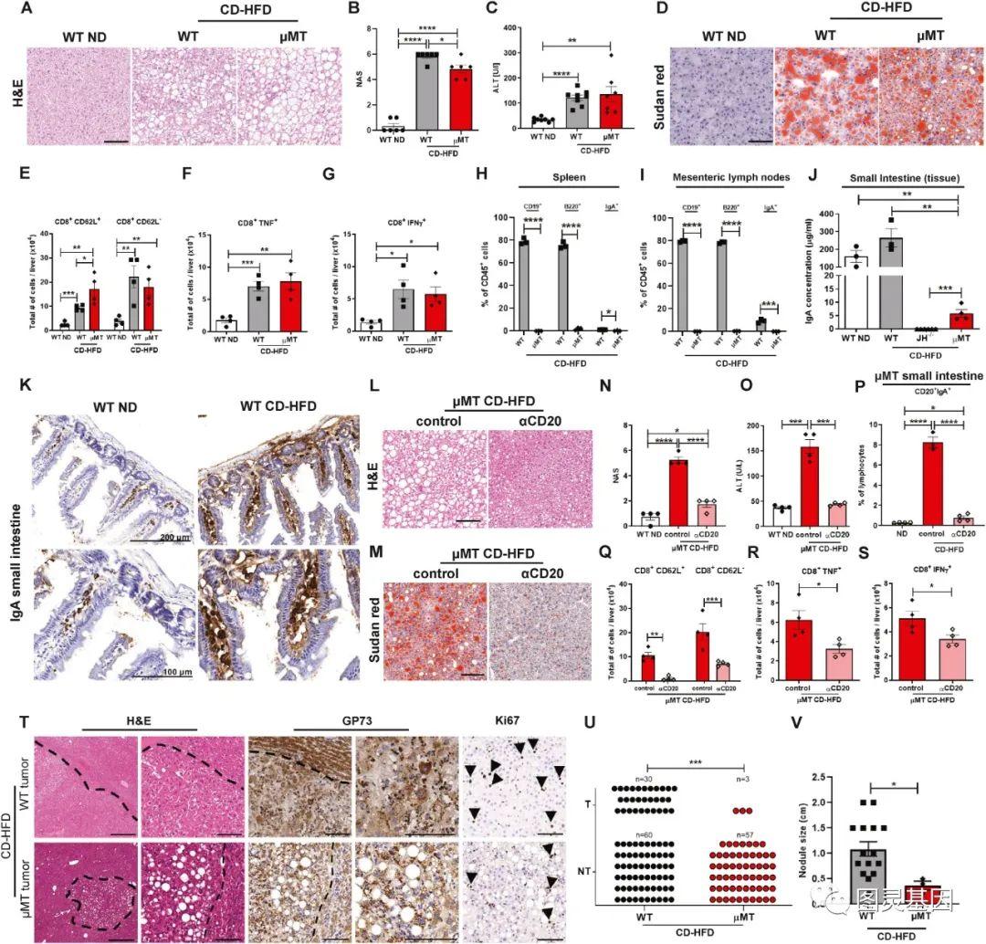 Jou Hep | B细胞的双重策略促进肝癌进展 - 知乎