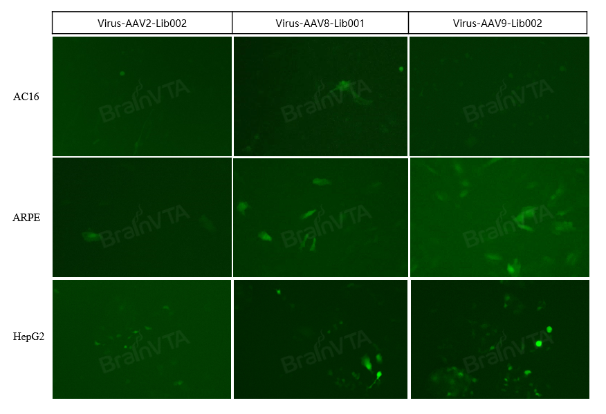 【AAV定向进化一站式CRO平台】AAV衣壳定向进化 - 知乎
