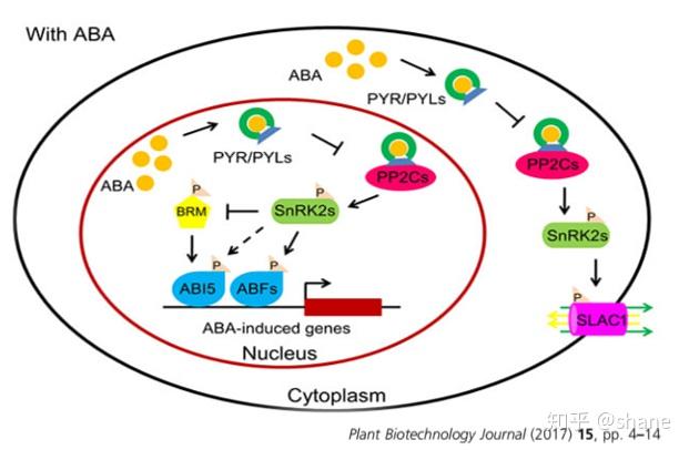 E3泛素连接酶PUB12/13降解ABA的共受体ABI1 - 知乎