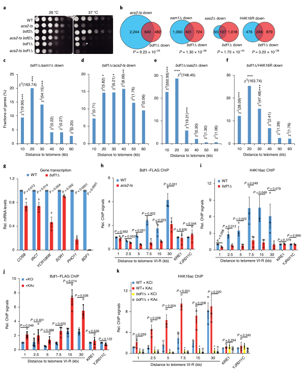 项目文章｜Nature Metabolism（19.865）&SESAME复合物通过乙酰辅酶A的生成调节细胞衰老 - 知乎