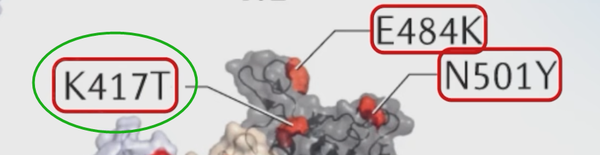 新冠病毒突变编年史 - 知乎