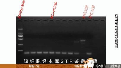 NCI-H1299细胞培养，人非小细胞肺癌细胞培养攻略 - 丰晖生物 - 知乎