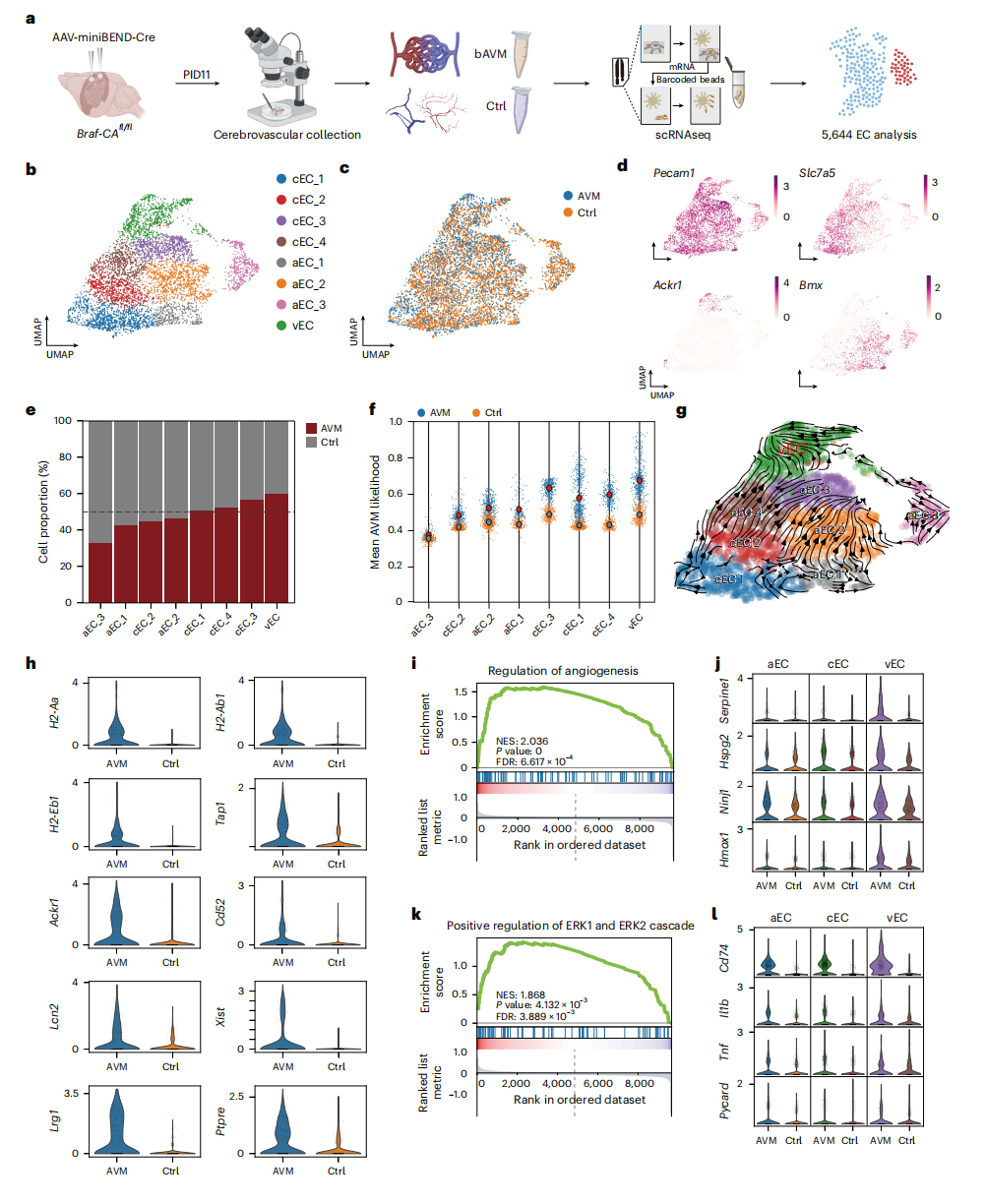 Nat Biomed Eng|戈鹉平/孙文智开发rAAV-miniBEND系统：破解脑内皮细胞基因递送难题，助力脑血管畸形建模！ - 知乎