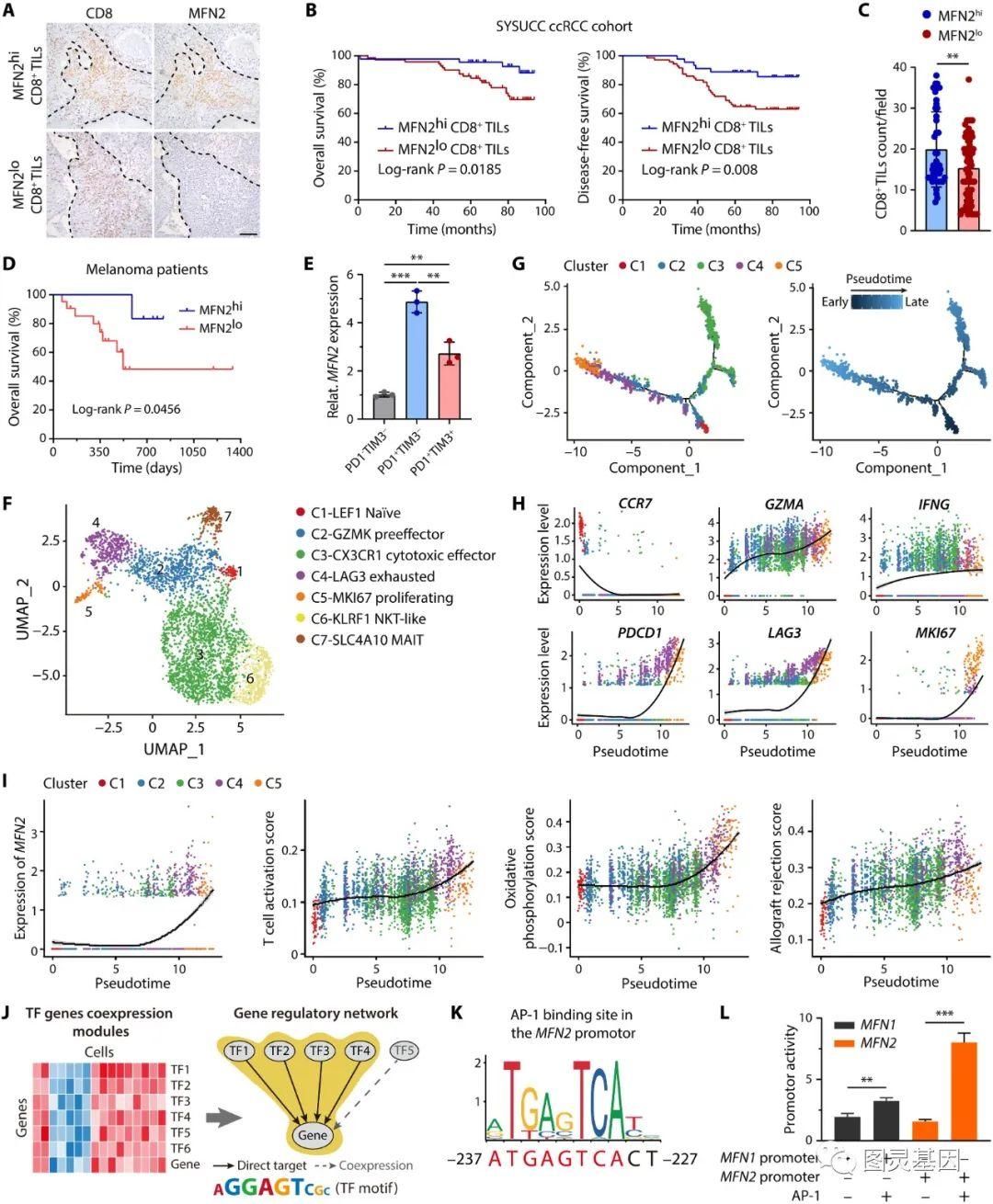 Sci Immu | 中山大学团队发现：线粒体-内质网接触支持肿瘤中的CD8+T细胞代谢适应性和功能 - 知乎