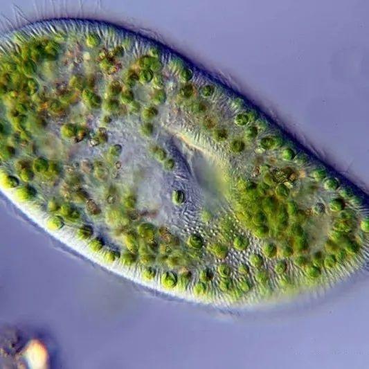 【原生生物界全系列-65】纤毛虫门—寡膜纲 - 知乎