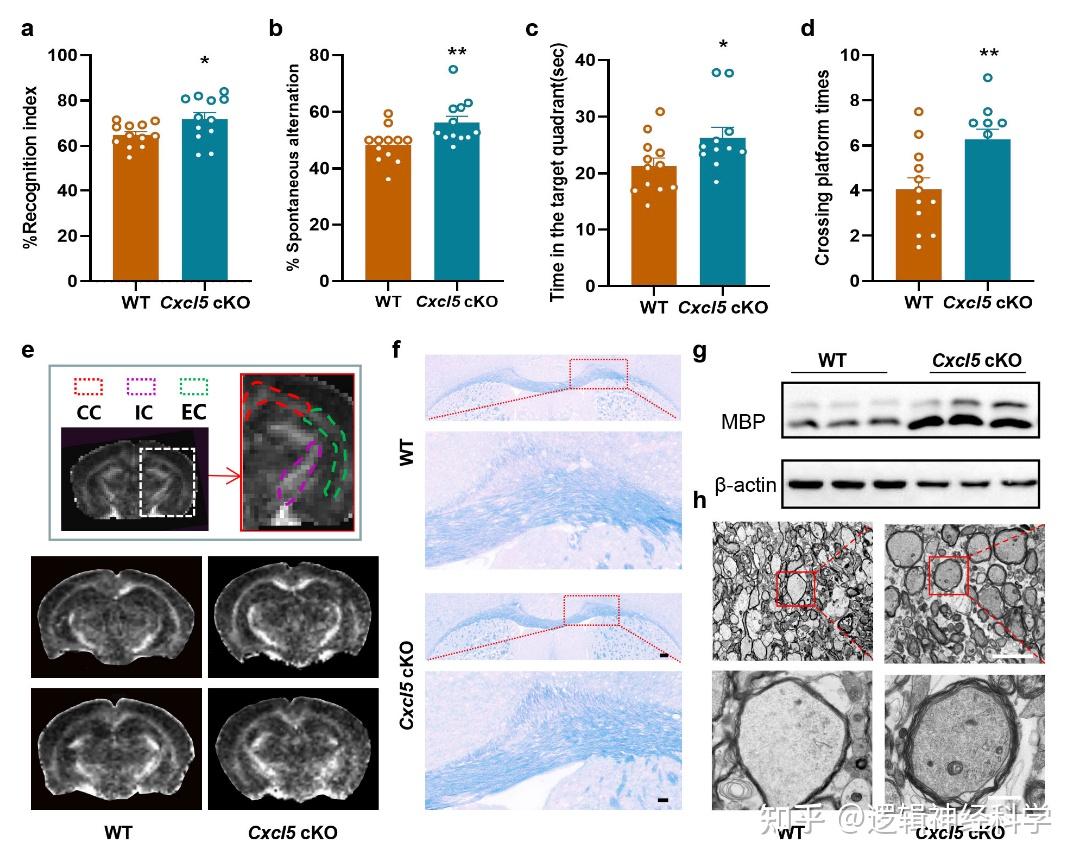 J Neuroinflammation︱南京大学医学院附属鼓楼医院徐运/邱树卫团队揭示星形胶质细胞源性CXCL5在慢性缺血性脑白质损伤中的作用及机制 - 知乎