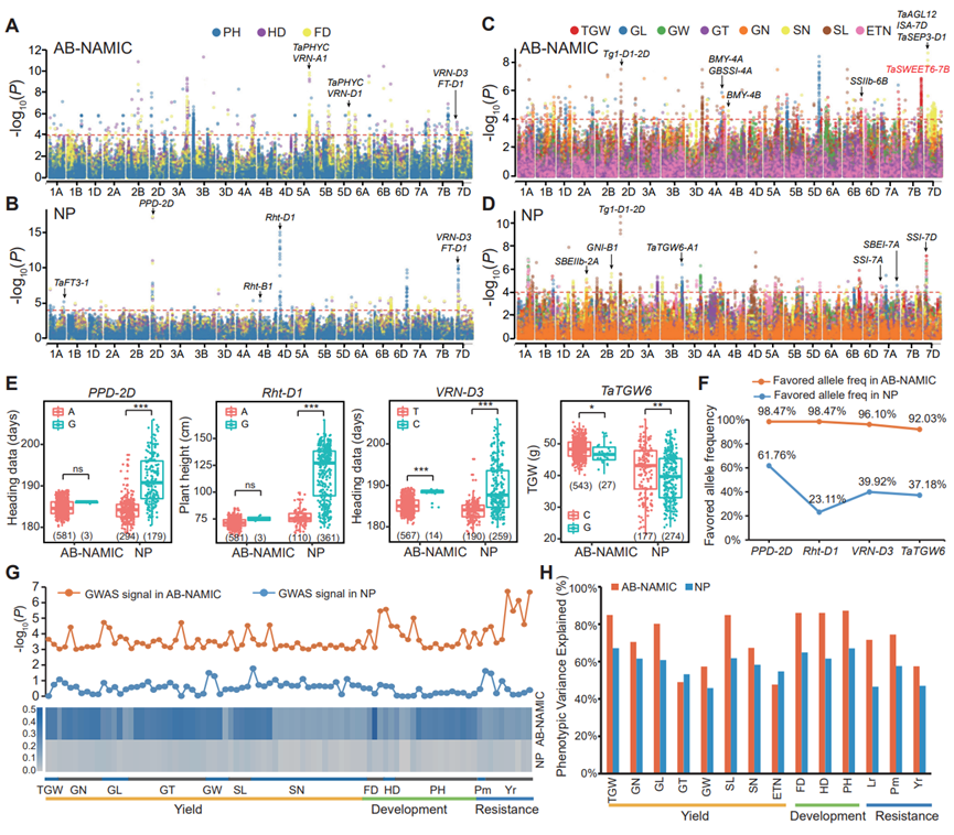 合作文章| 中国农科院作科所构建小麦AB-NAMIC群体为基因发掘与育种利用提供有力支撑 - 知乎