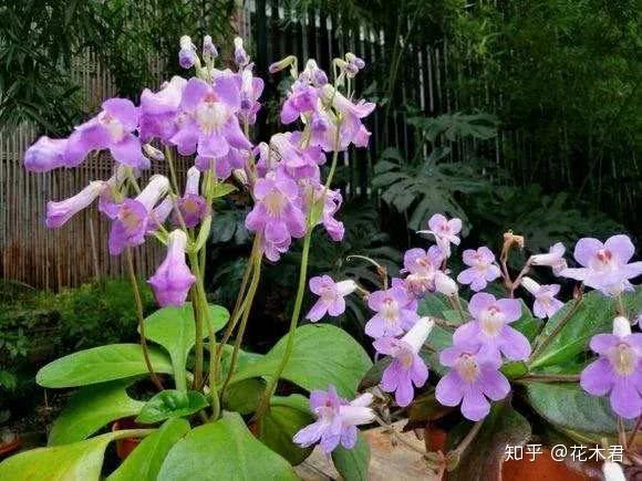 国家Ⅰ级濒危珍稀野生物种|花色惊艳的报春苣苔 - 知乎