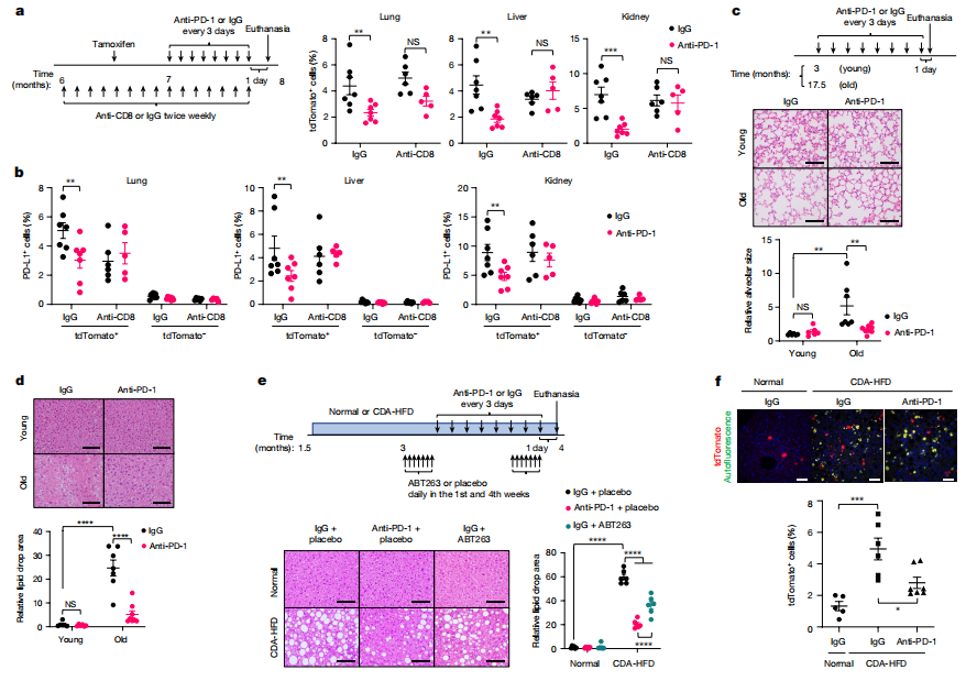 Nature | PD-L1的异质性表达在衰老相关过程中的重要作用 - 知乎