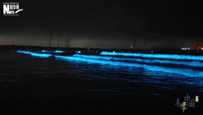 认真科普：“蓝眼泪”的真相 - 知乎