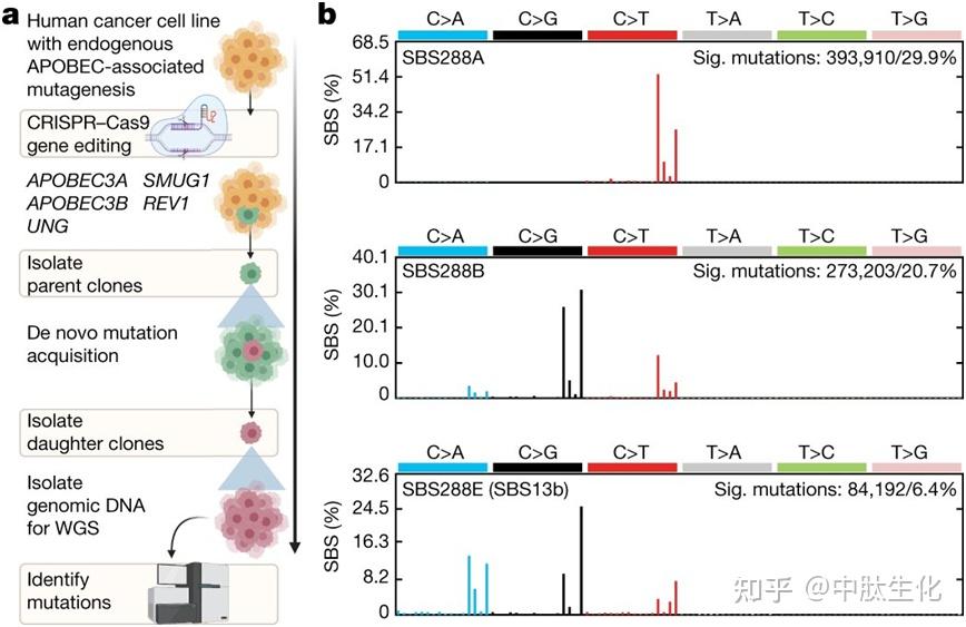 Nature：意外！相比于APOBEC3B，APOBEC3A更可能是引发人类癌症突变的酶 - 知乎