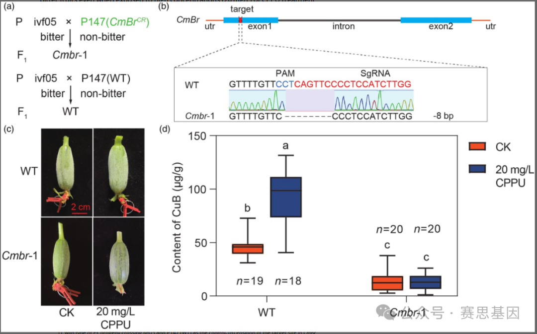 【Plant Biotech J】CPPU处理下的CmBr 表达可引起甜瓜果实变苦 - 知乎
