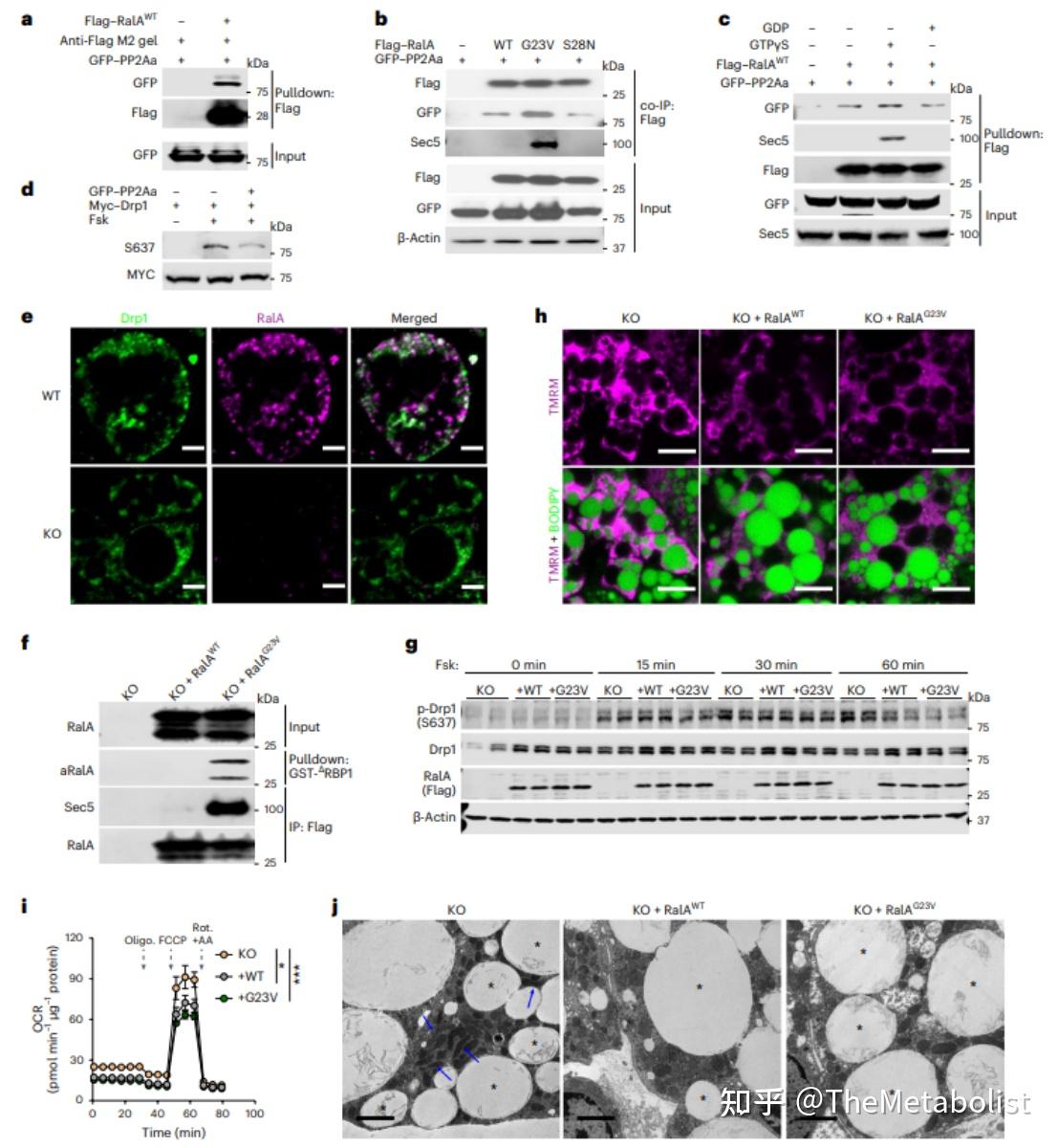 代谢学人一Cell Metabolism：线粒体：我裂开了 - 知乎