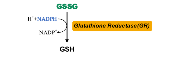 谷胱甘肽还原酶活性检测试剂盒（NADPH法） - 知乎