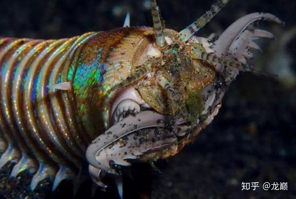 海缸里这条虫也太太太太......太大了！ - 知乎