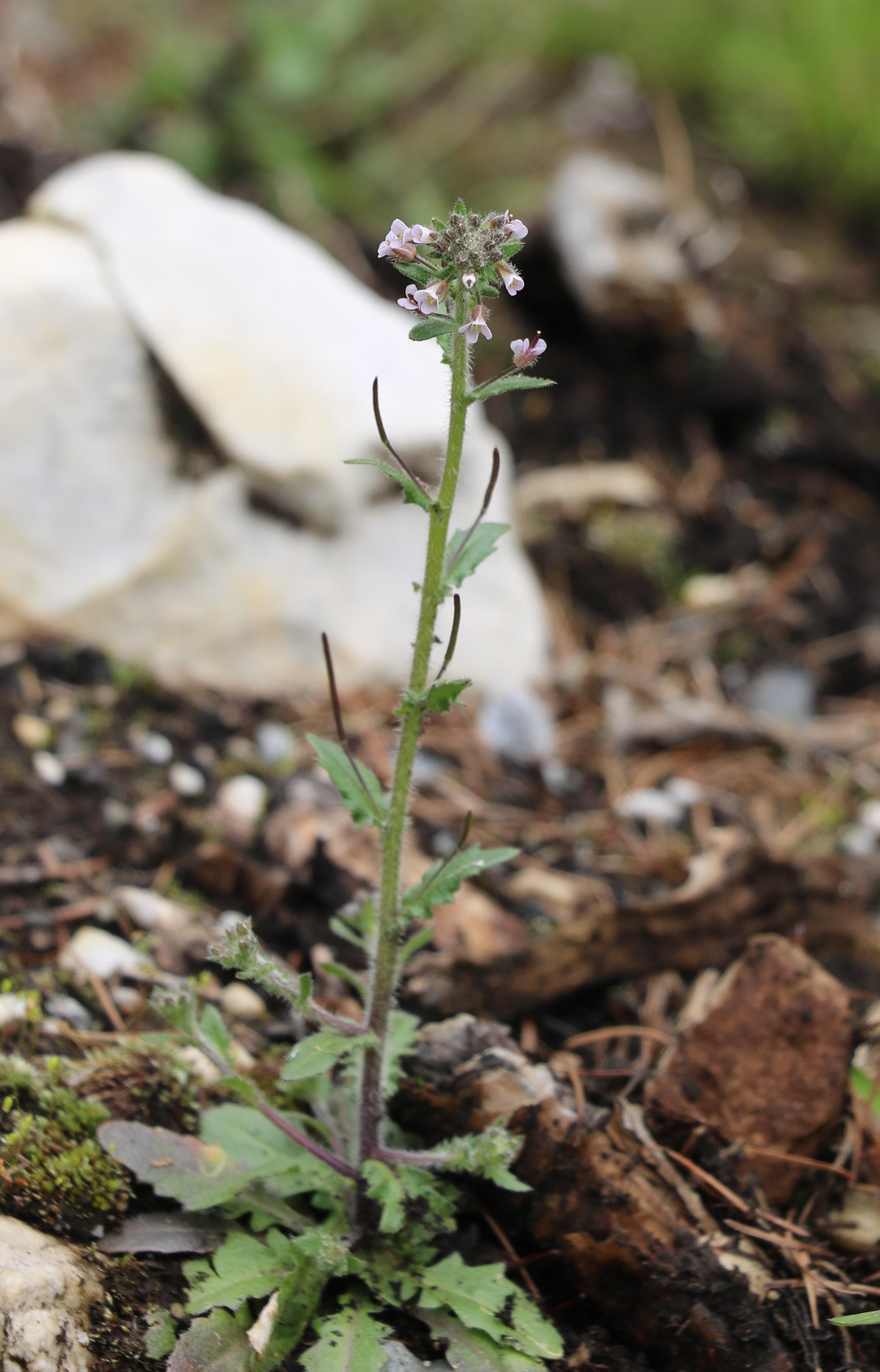 自然：足迹//横断山区植物小记十四：石竹科，十字花科 - 知乎