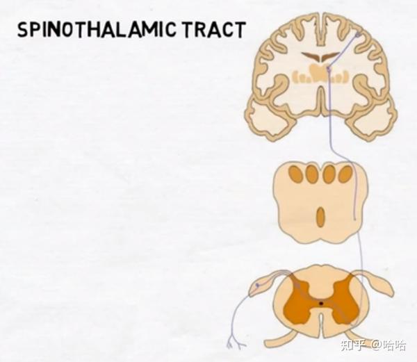 脊髓内侧丘系(DCML)和前外侧系统(AL) - 知乎