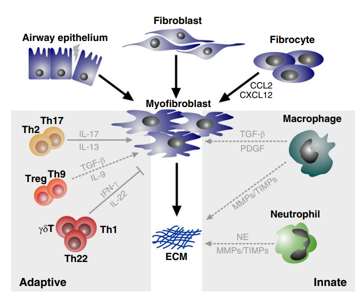 CDD 综述︱华中科技大学张磊等评述T细胞在特发性肺纤维化中的作用 - 知乎