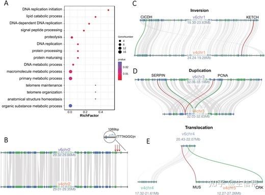HR-草莓T2T基因组 - 知乎