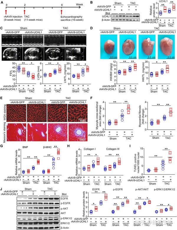 案例分享｜盘点AAV在心脏研究中的应用实例 - 知乎