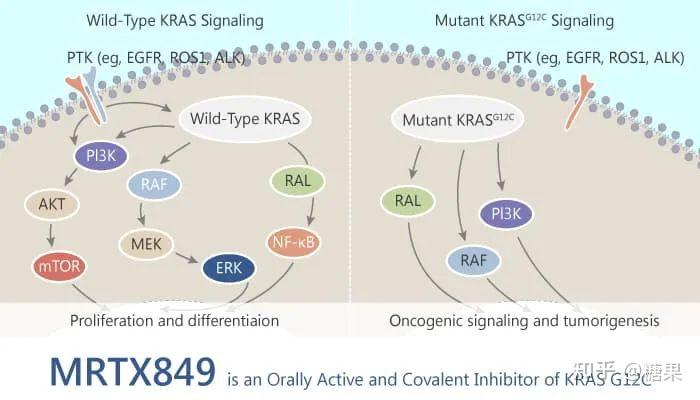 疾病控制率80%！全球第二款KRAS 抑制剂带来新选择！ - 知乎