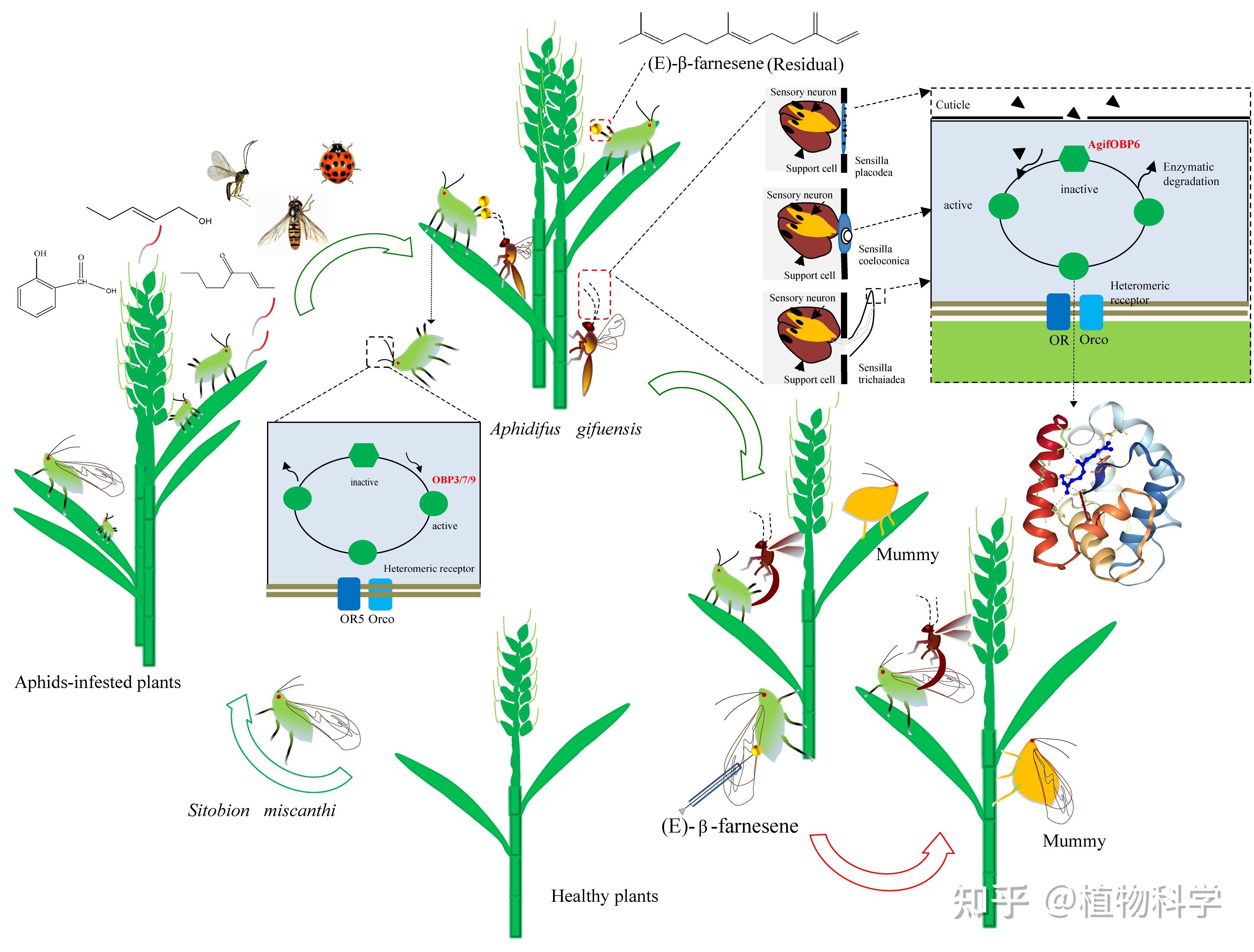 IJBM | 中国农业科学院植物保护研究所揭示麦蚜及其寄生性天敌烟蚜茧蜂对报警信息素识别的趋同进化机制 - 知乎
