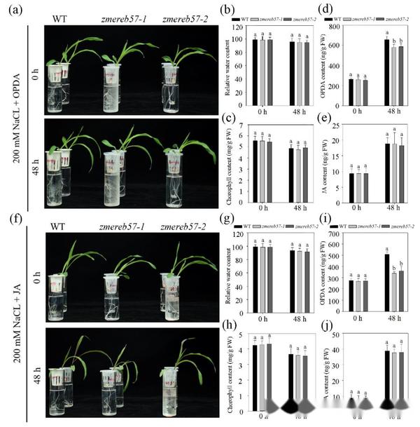 【PLANT CELL ENVIRON】ZmEREB57通过两种不同的信号通路调节玉米OPDA的合成并增强盐胁迫耐受性 - 知乎
