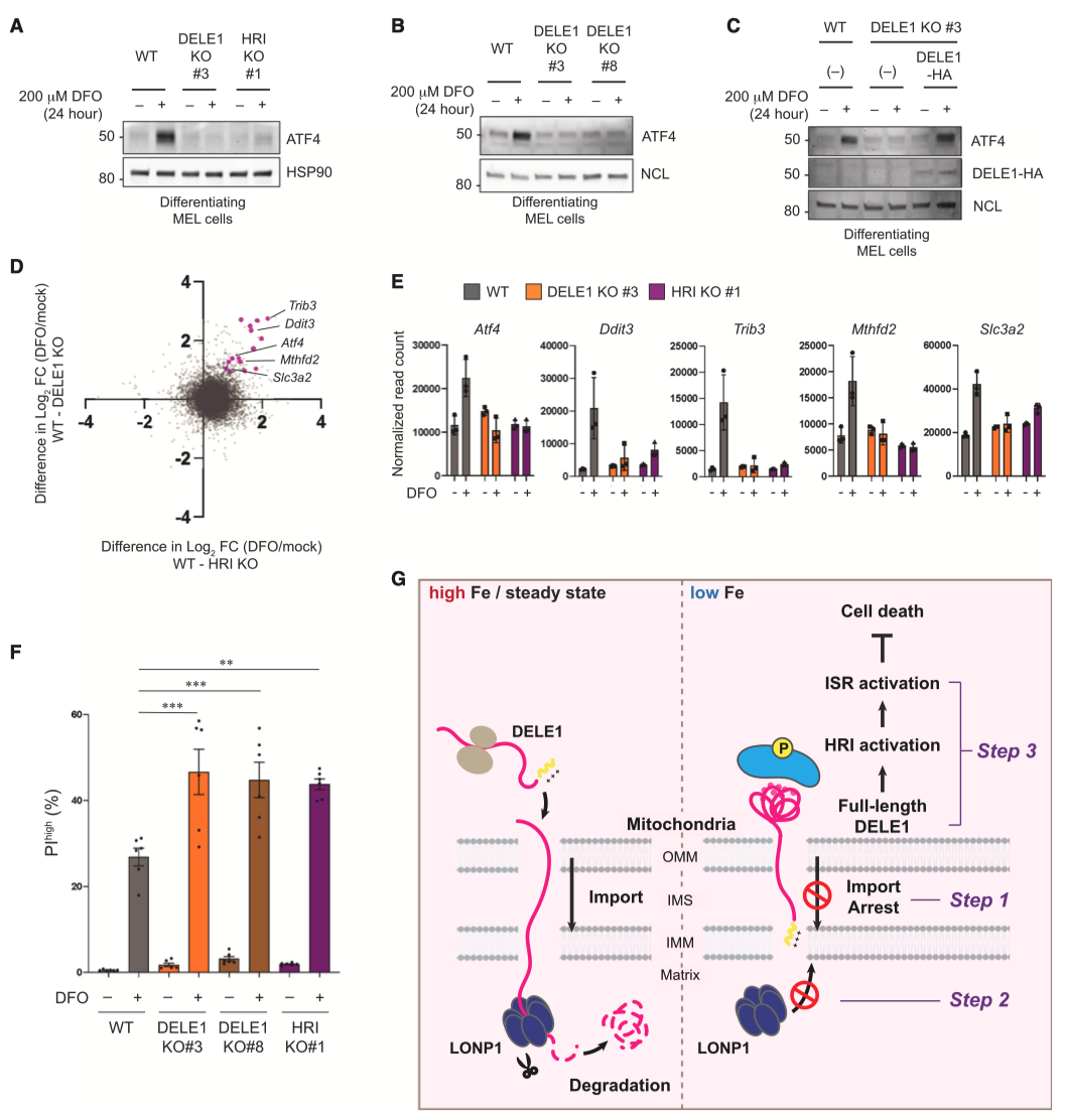 Molecular Cell丨DELE1 调控的线粒体铁反应途径 - 知乎