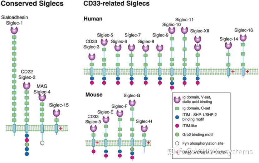 【Siglec免疫检查点】——布局免疫治疗下一个十年 - 知乎
