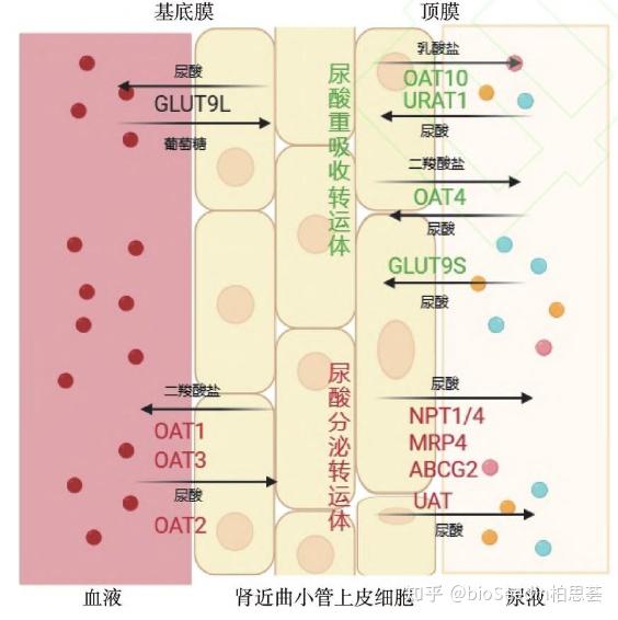 医药一哥牵头国产首款，冲破围剿 - 知乎