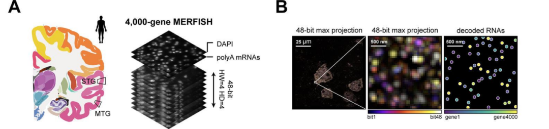 Science | MERFISH揭示人和小鼠大脑皮层细胞的保守性和差异性 - 知乎