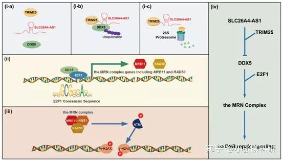 lncRNA RBP研究新思路，你确定不了解下？ - 知乎