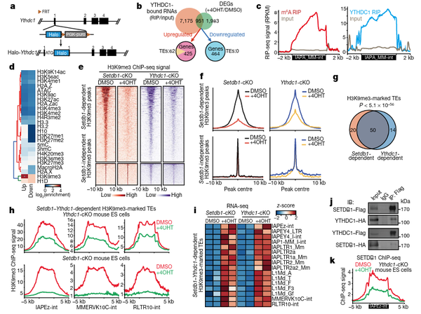 国自然热点 | RNA结合蛋白调控机制研究方法之RIP-seq - 知乎