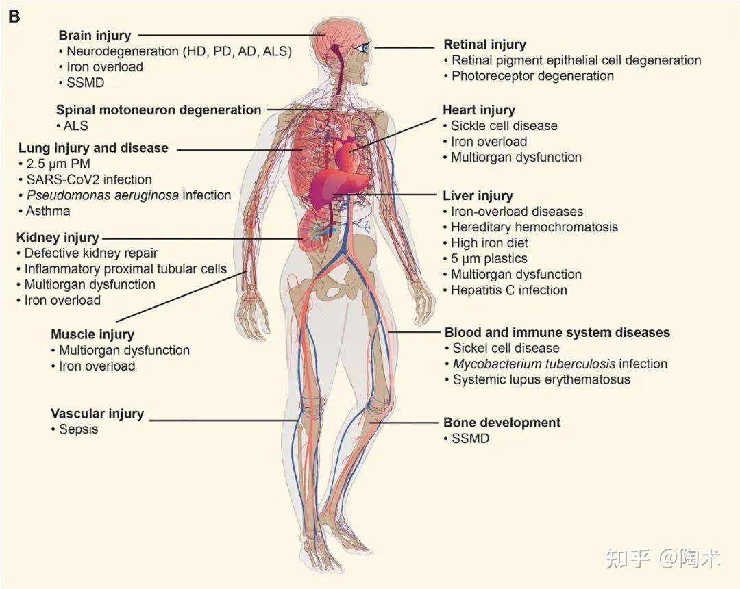 TargetMol明星分子——Ferrostatin-1& Deferoxamine Mesylate - 知乎
