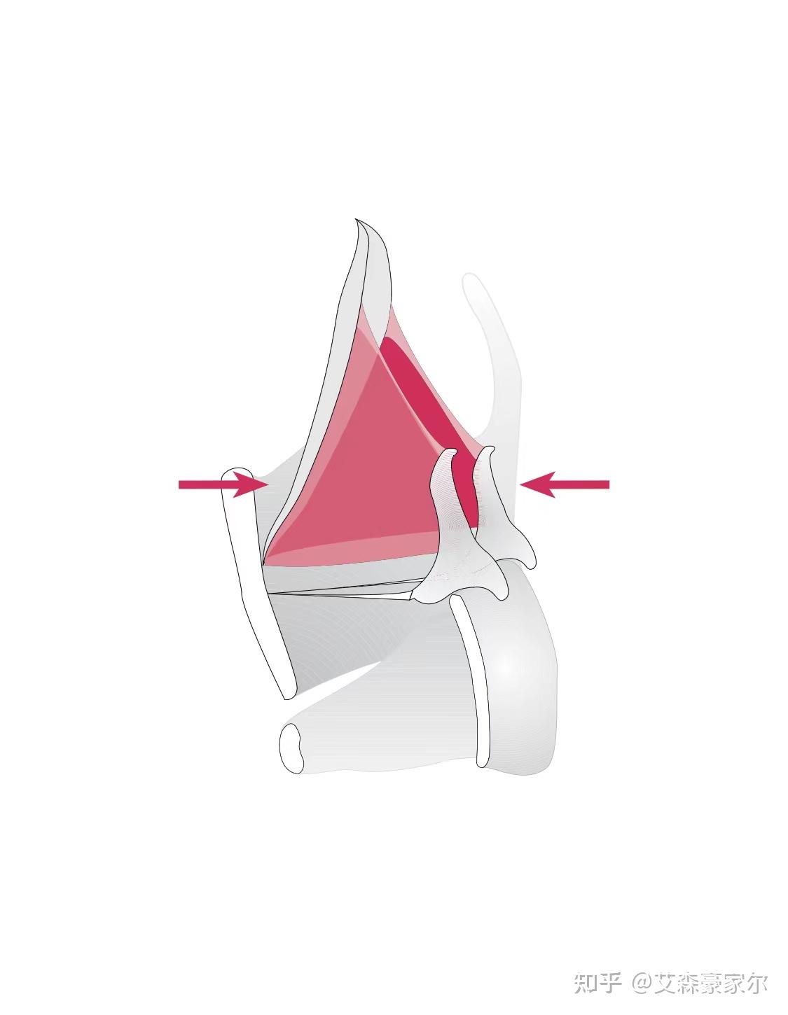 Complete Vocal Technique-概述 - 知乎