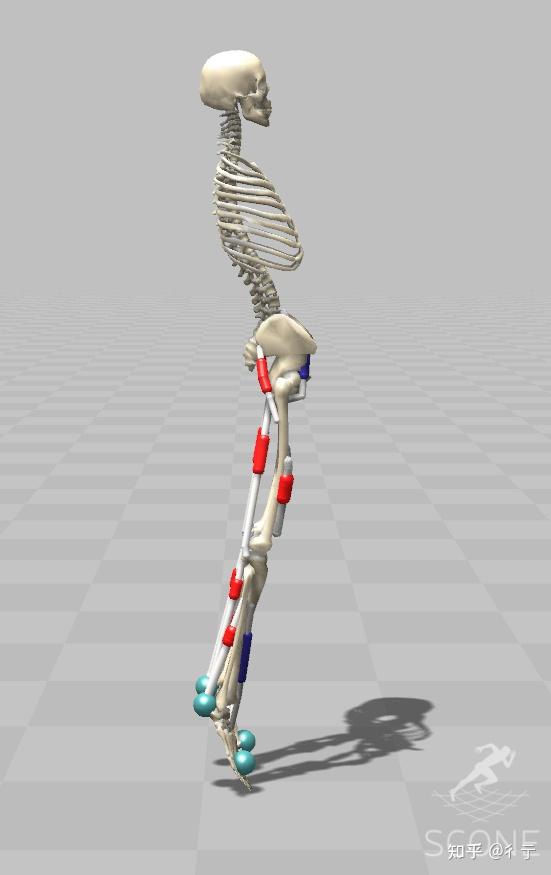 基于OPENSIM的预测性仿真研究软件——SCONE（1） - 知乎