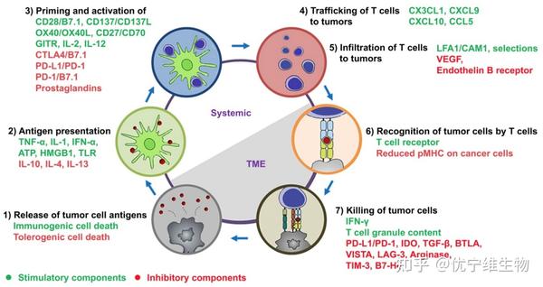 肿瘤免疫微环境相关研究介绍 - 知乎